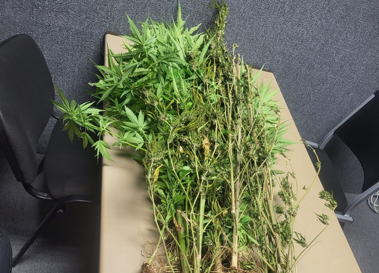 Rey Hill man charged with possession of illegal gun and drugs ...