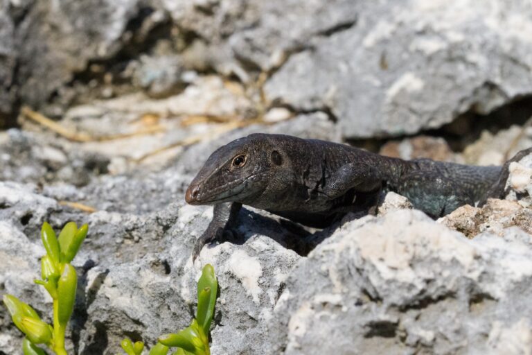 Anguilla's Sombrero ground lizard saved from the brink of extinction ...