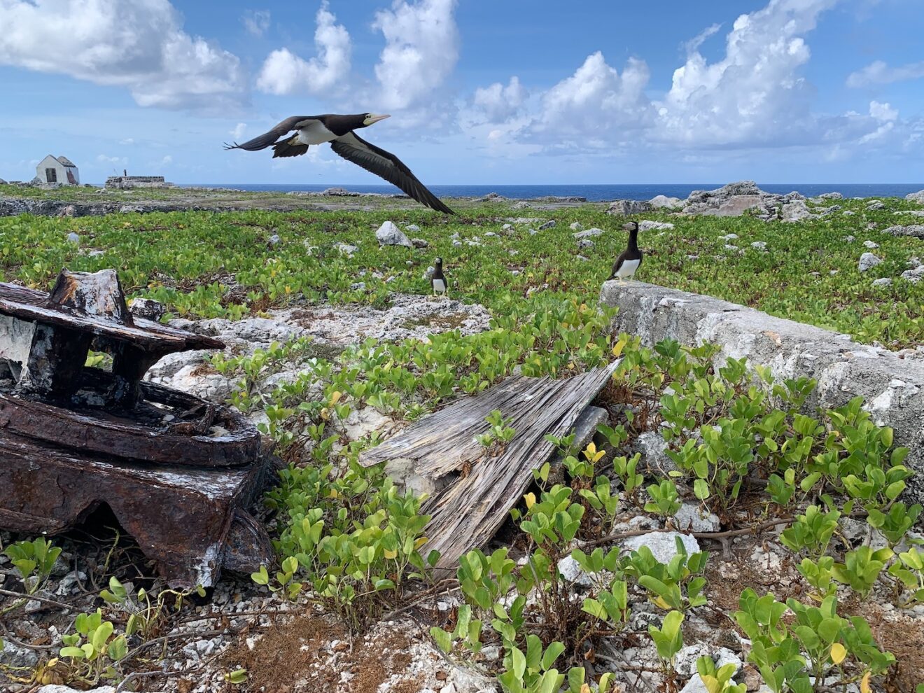 Anguilla's Sombrero ground lizard saved from the brink of extinction ...