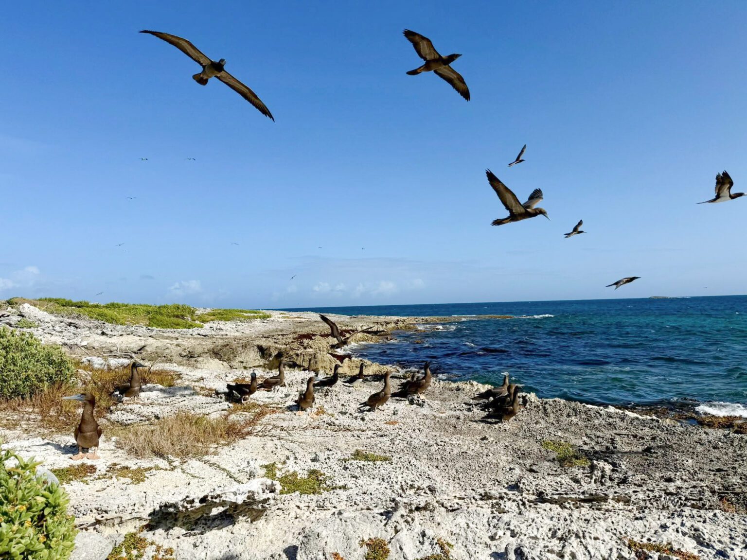 Anguilla National Trust acts to eliminate invasive rats from Prickly ...